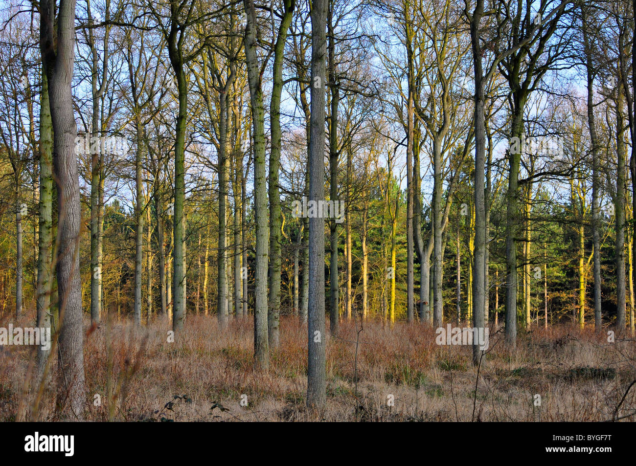 Malden hi-res stock photography and images - Alamy