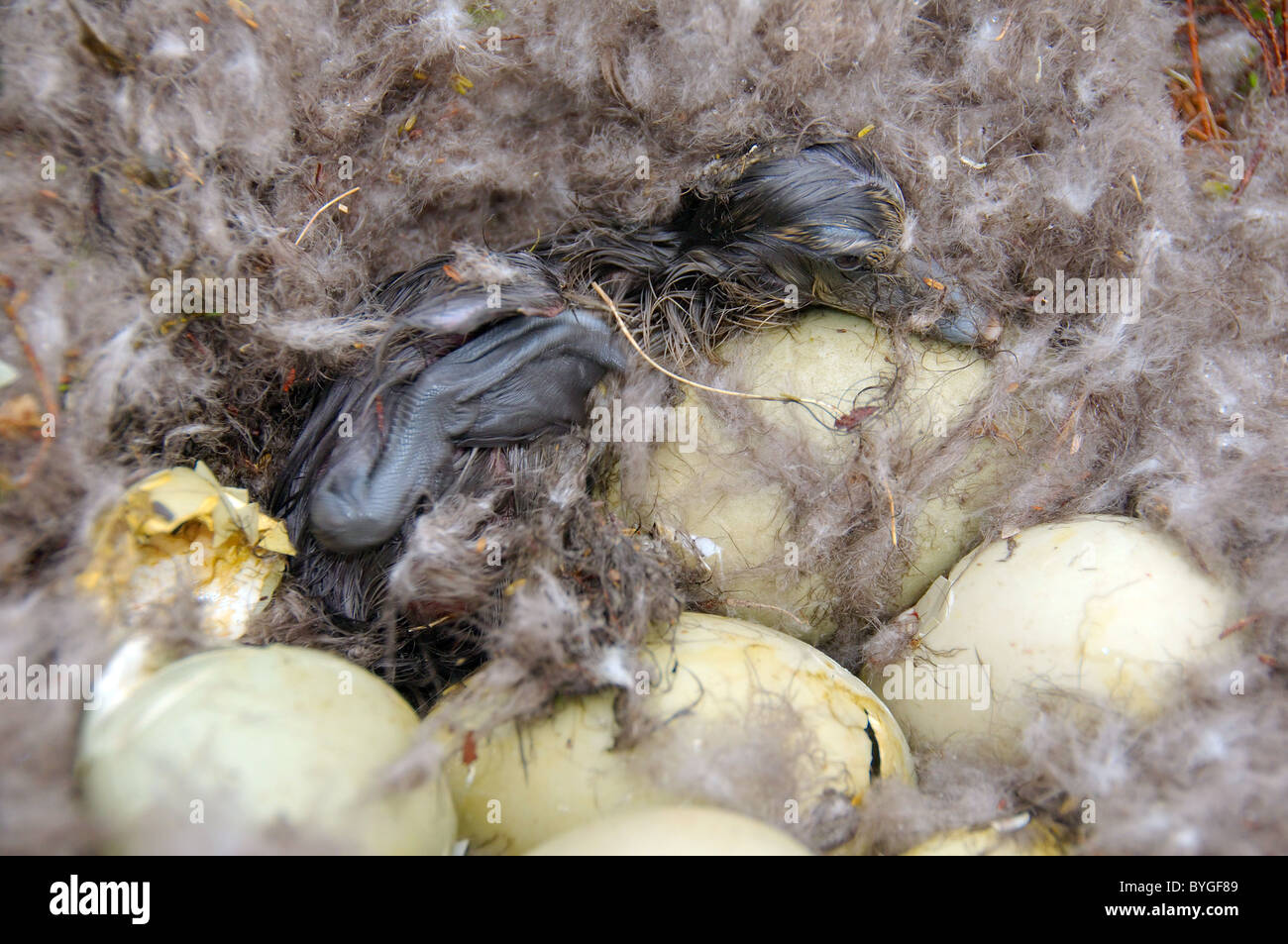 Duck egg hatching hi-res stock photography and images - Alamy