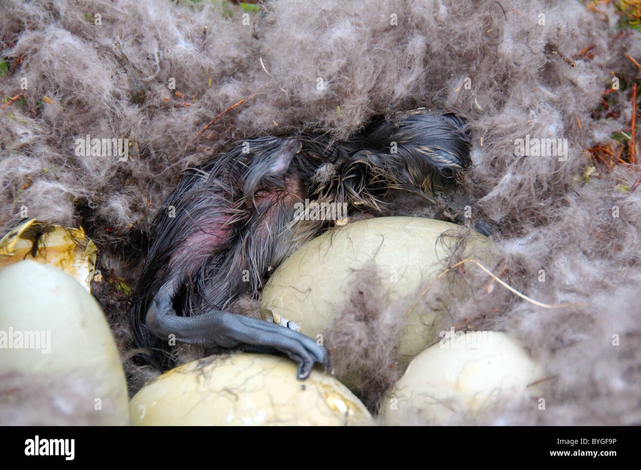 hatching duckling in nest with eggs Common Eider, American eider, big ...
