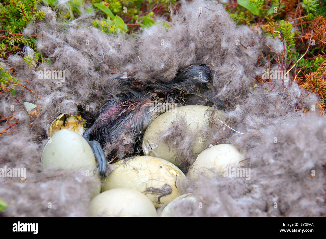 Black isle eggs hi-res stock photography and images - Alamy