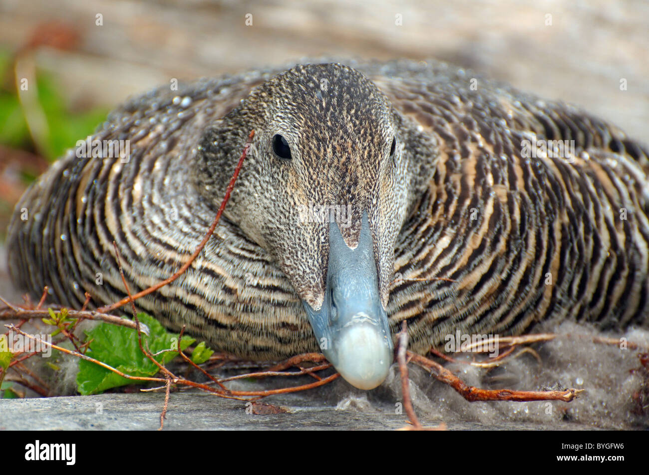 Portrait of the Common Eider, American eider, big sea duck, black and ...