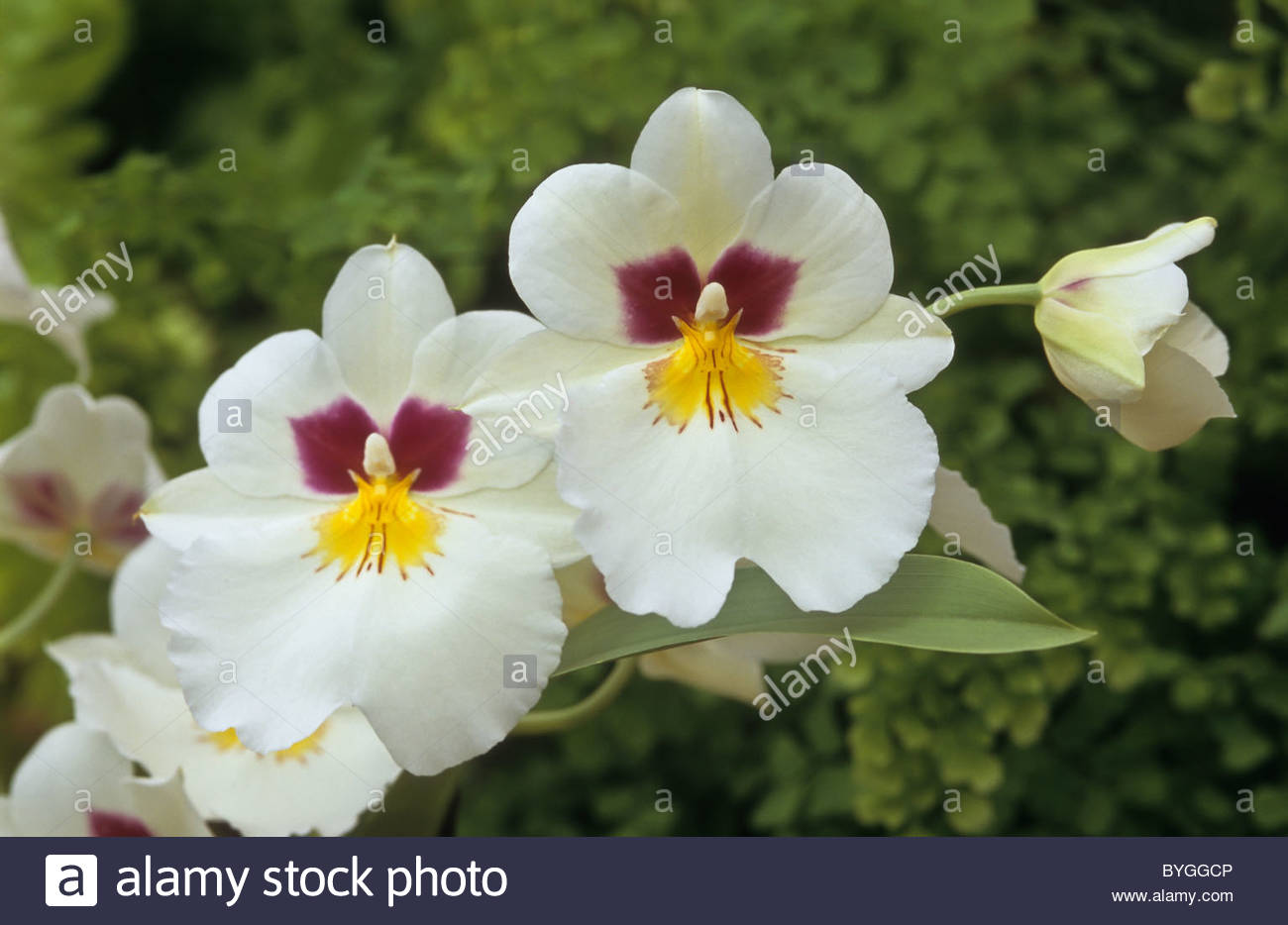 Pansy Orchid Stock Photos & Pansy Orchid Stock Images - Alamy