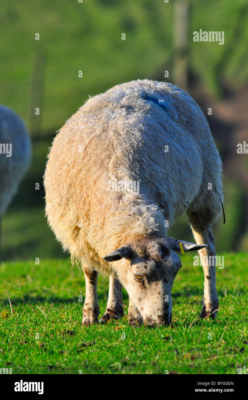 Sheep Grazing on grass in Bedfordshire Stock Photo - Alamy
