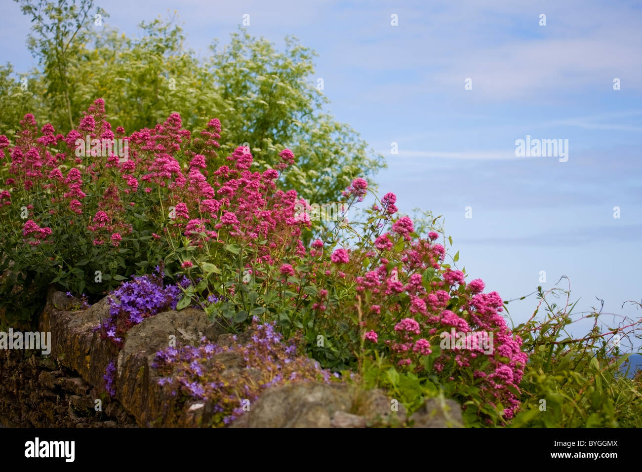 Cornwall wall flowers hi-res stock photography and images - Alamy