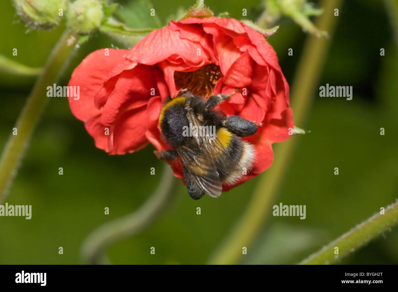 Sacks of flower hi-res stock photography and images - Alamy