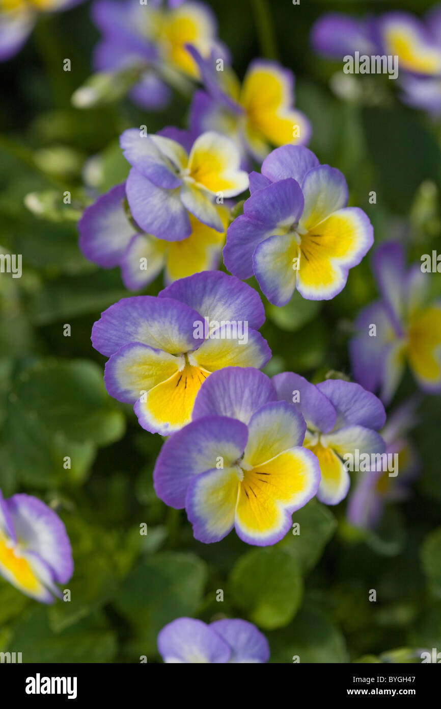 Yellow violas hi-res stock photography and images - Alamy