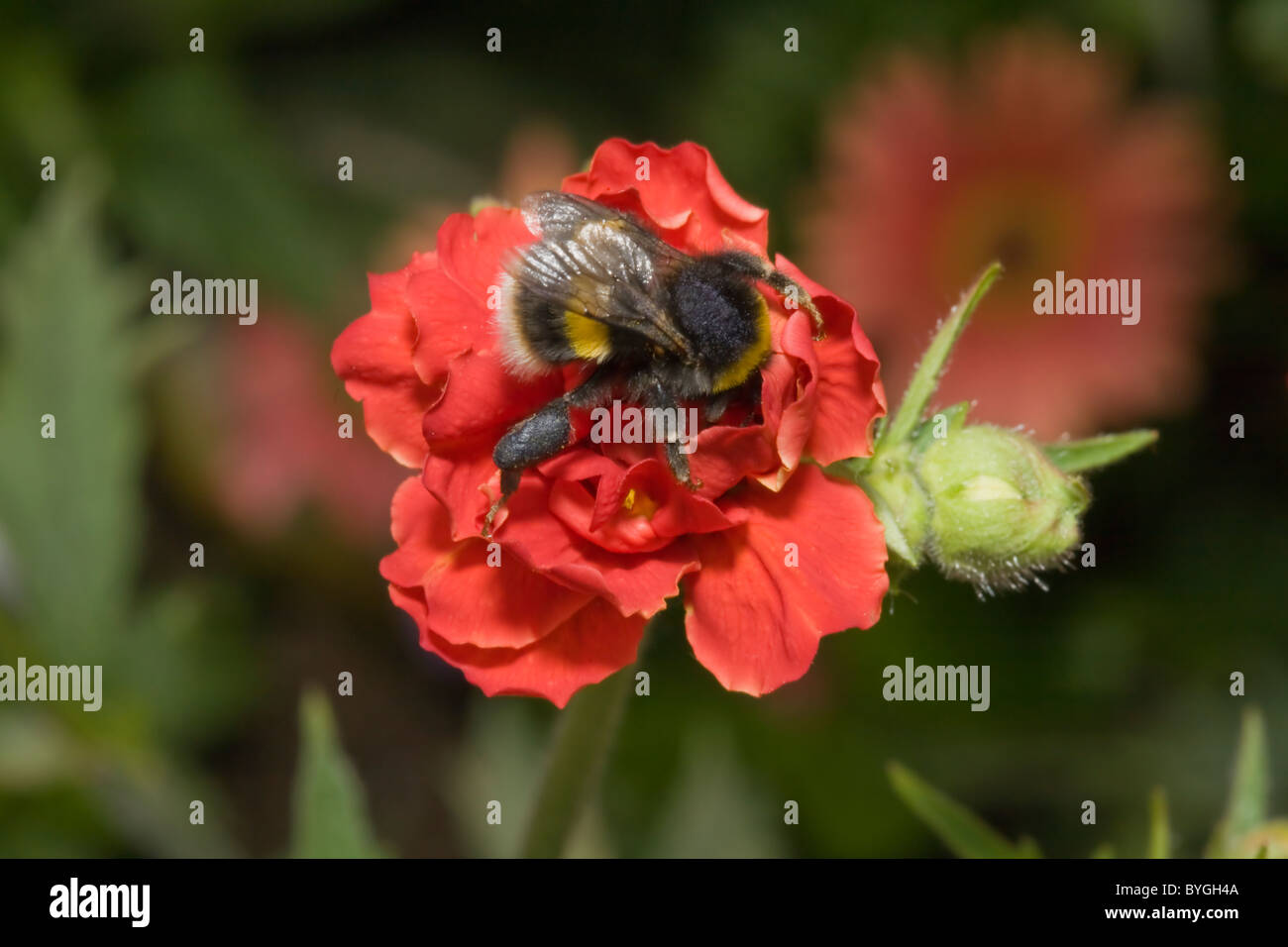 Red and black bee hi-res stock photography and images - Alamy