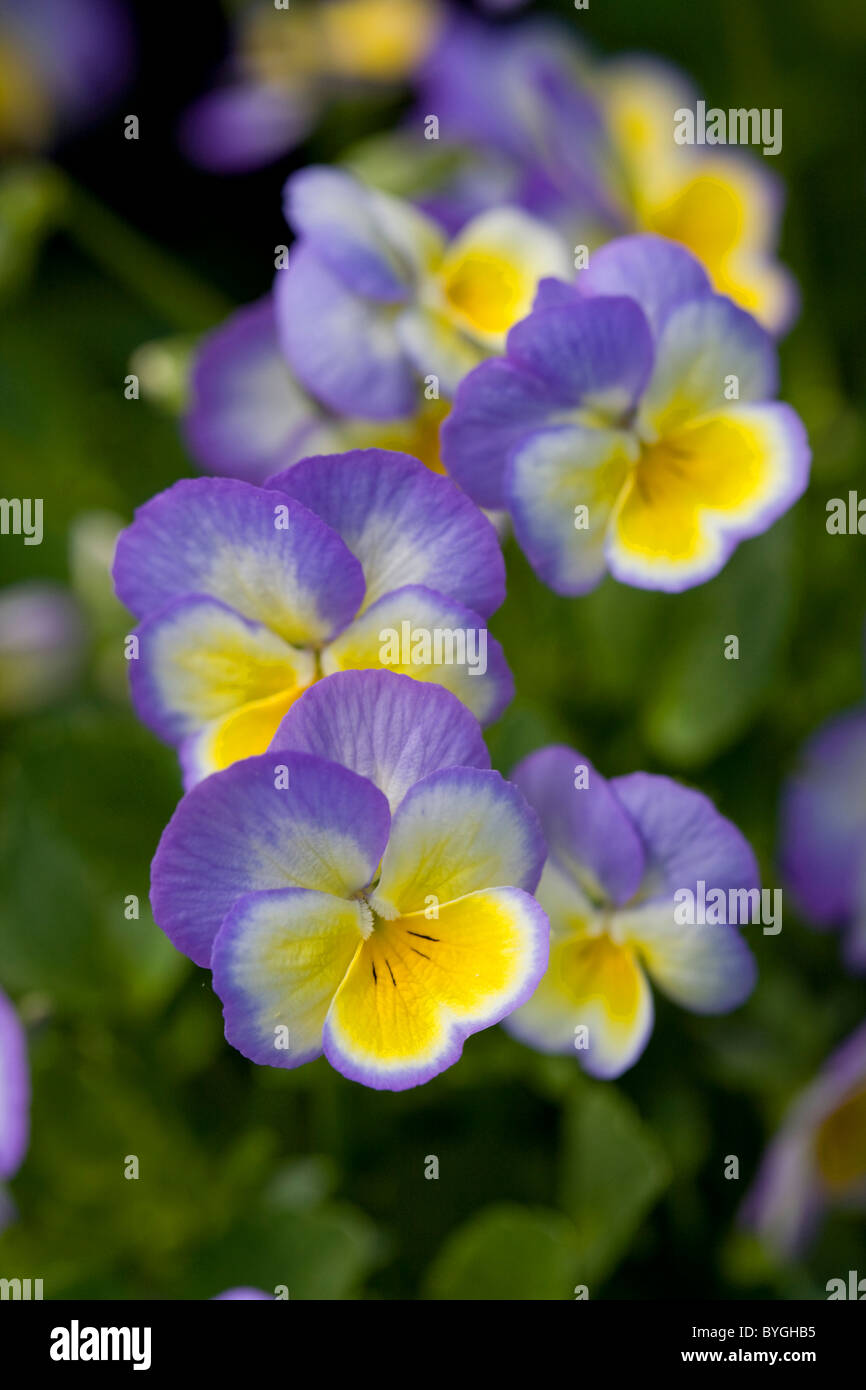 Yellow violas hi-res stock photography and images - Alamy