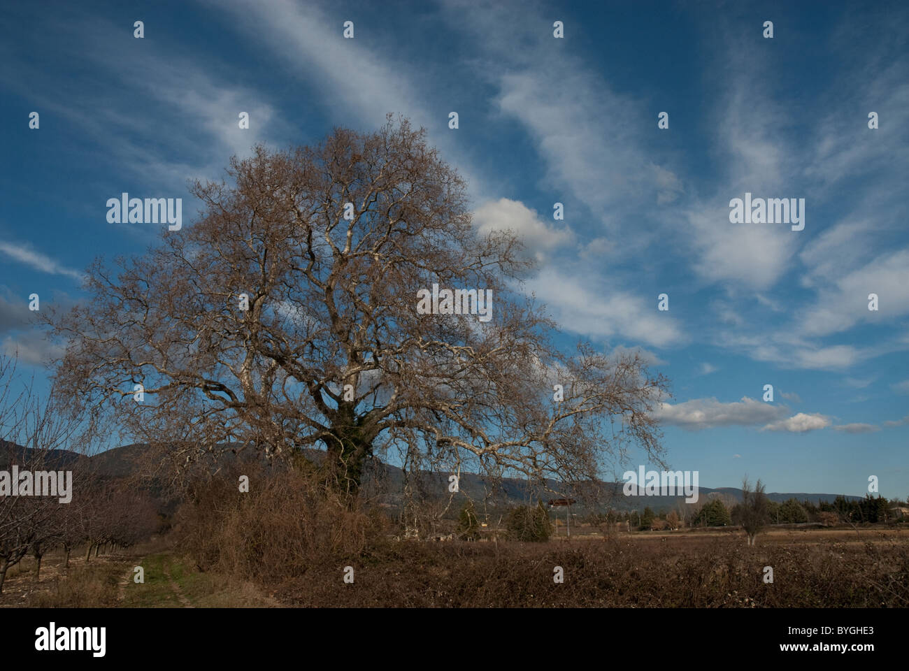 Lone oak tree, under a blue sky, in Winter Stock Photo - Alamy