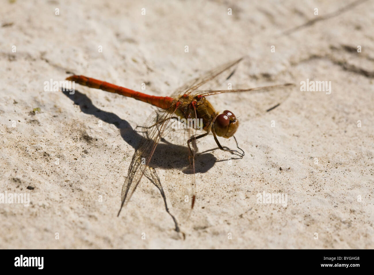 Wings down hi-res stock photography and images - Alamy