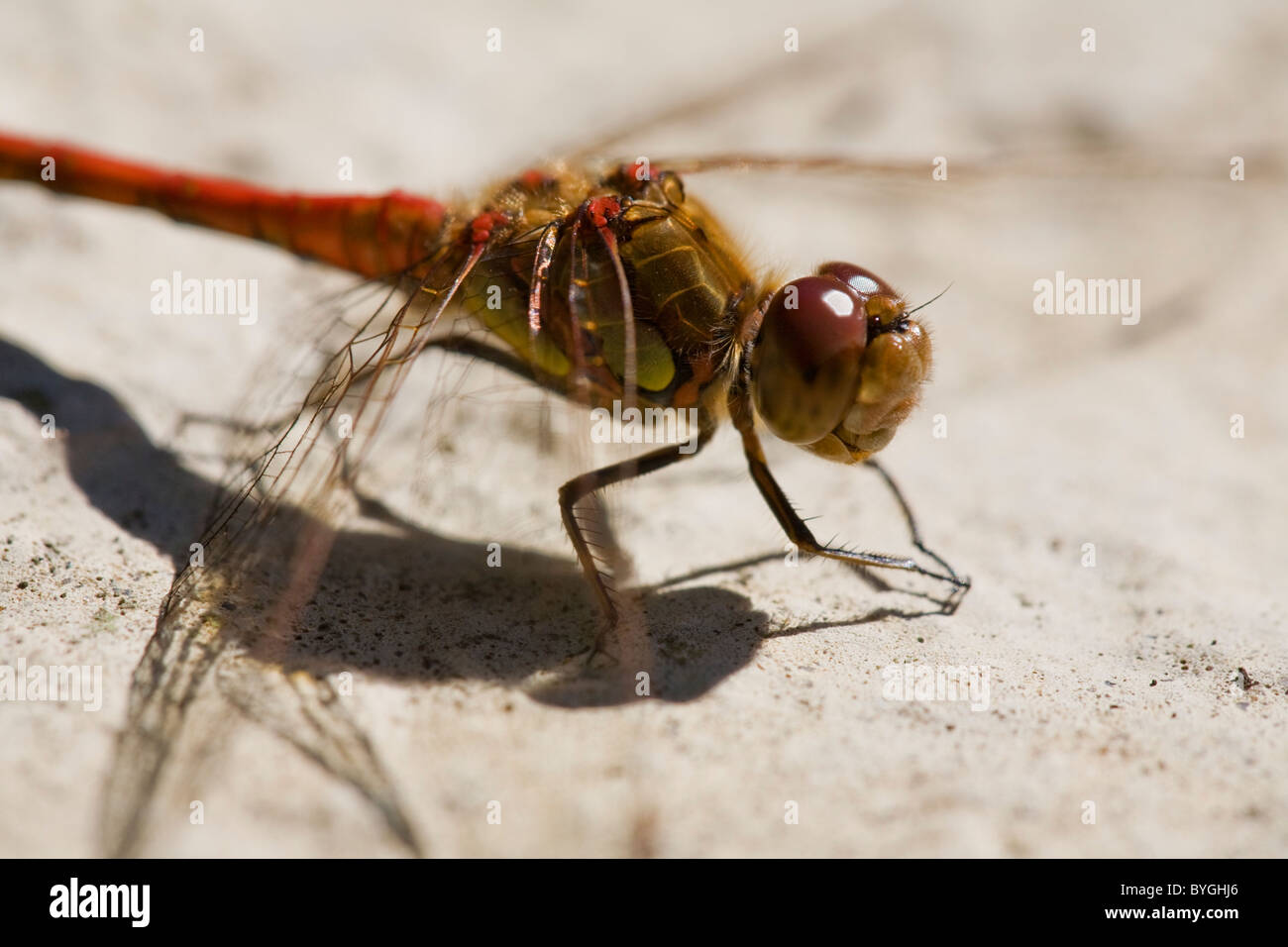 Dragonfly shadow hi-res stock photography and images - Alamy