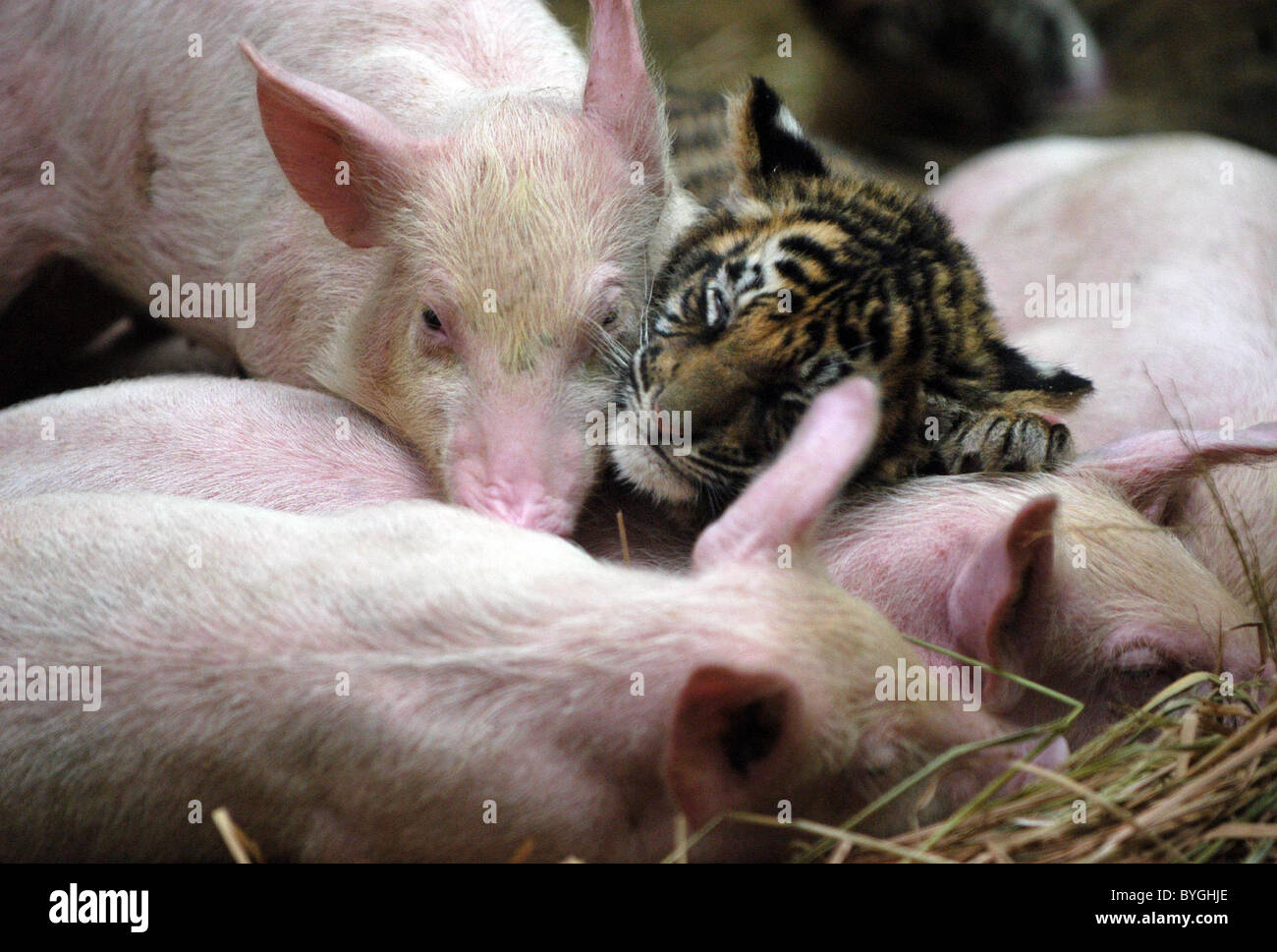 BABY TIGER PLAYS WITH PIGLET PALS This baby tiger is being raised by a ...