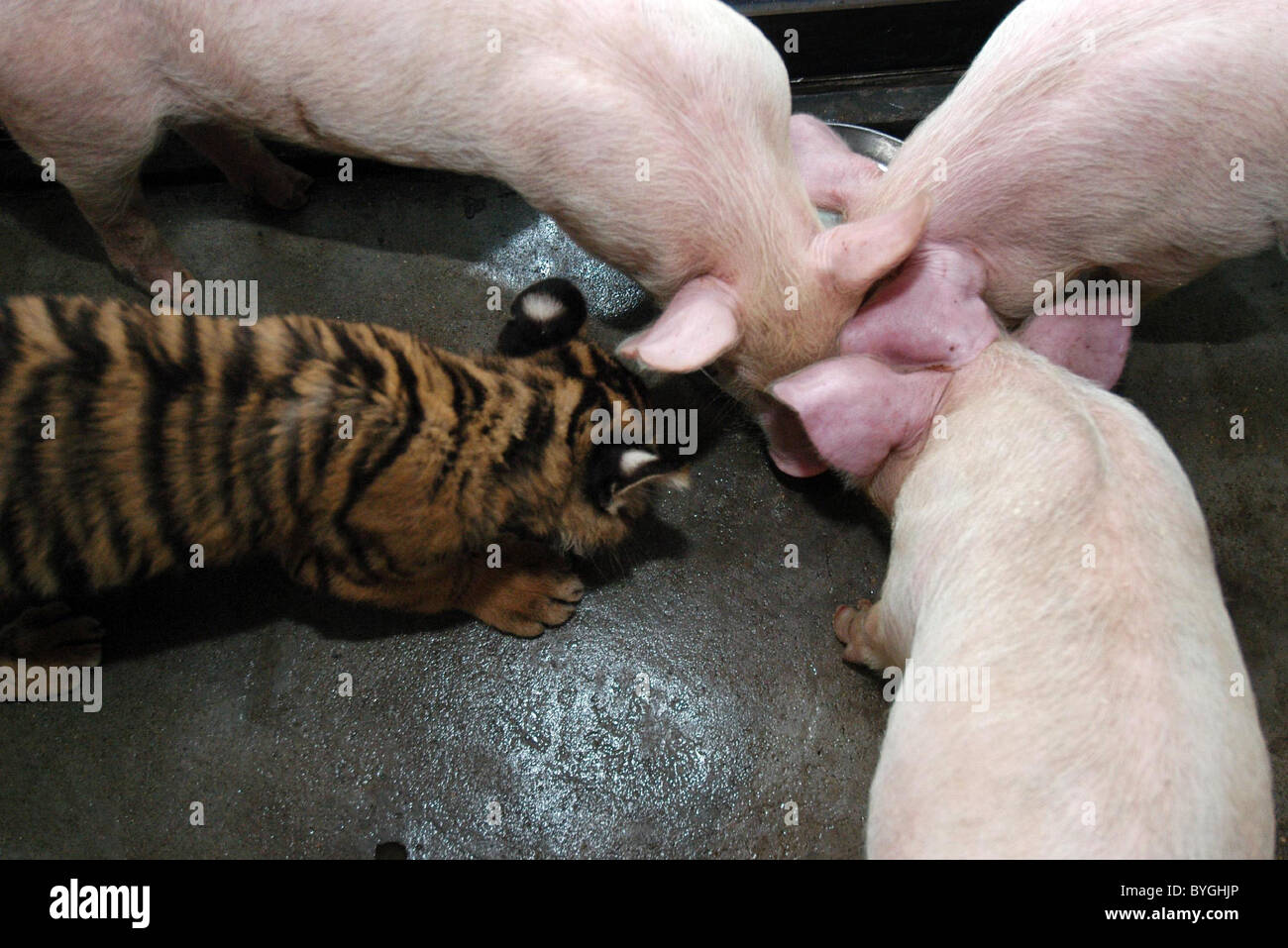 BABY TIGER PLAYS WITH PIGLET PALS This baby tiger is being raised by a ...