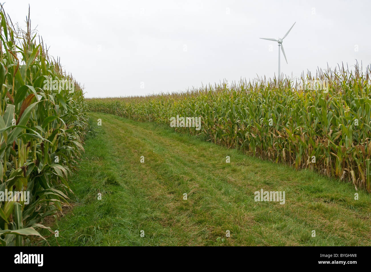 Maize field biogas plant hi-res stock photography and images - Alamy