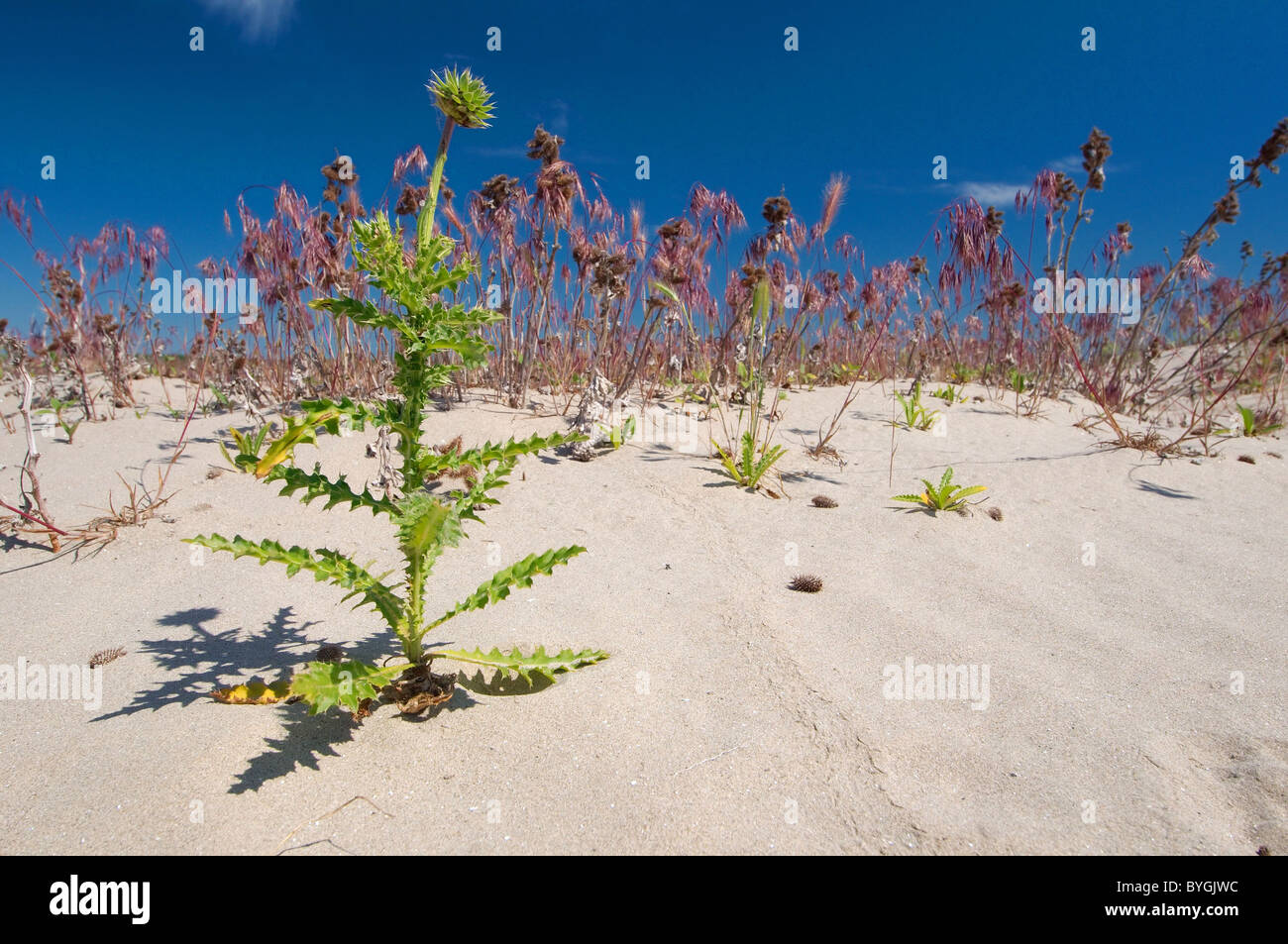 Yermakov hi-res stock photography and images - Alamy