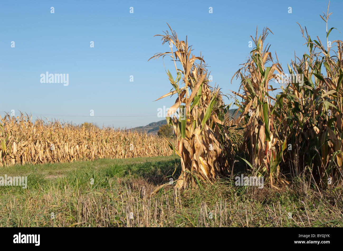 Maize, Corn (Zea mays). Extensive cultivation of maize Stock Photo - Alamy