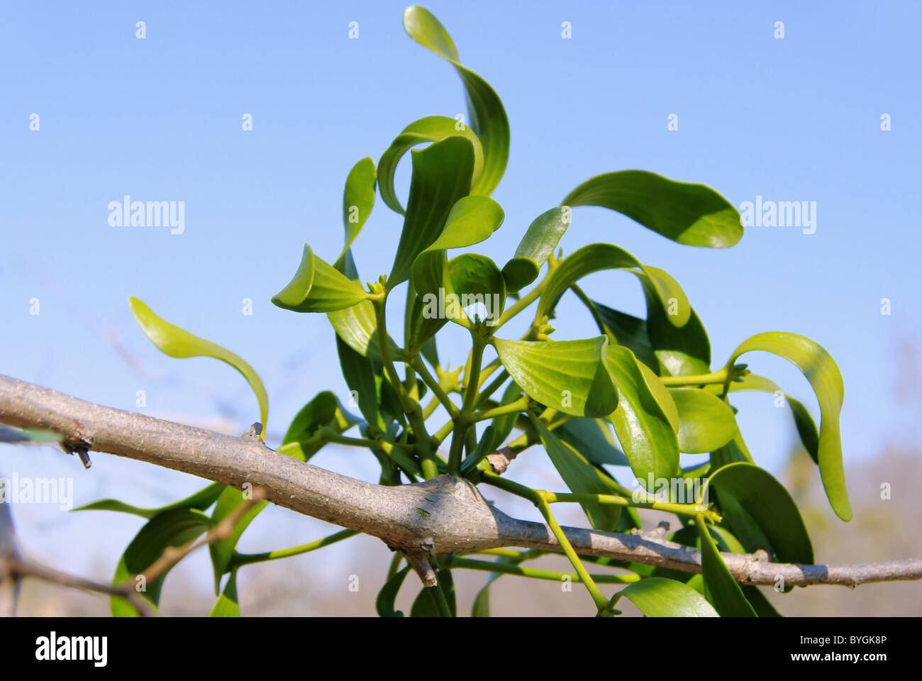 Mistel - mistletoe 19 Stock Photo - Alamy