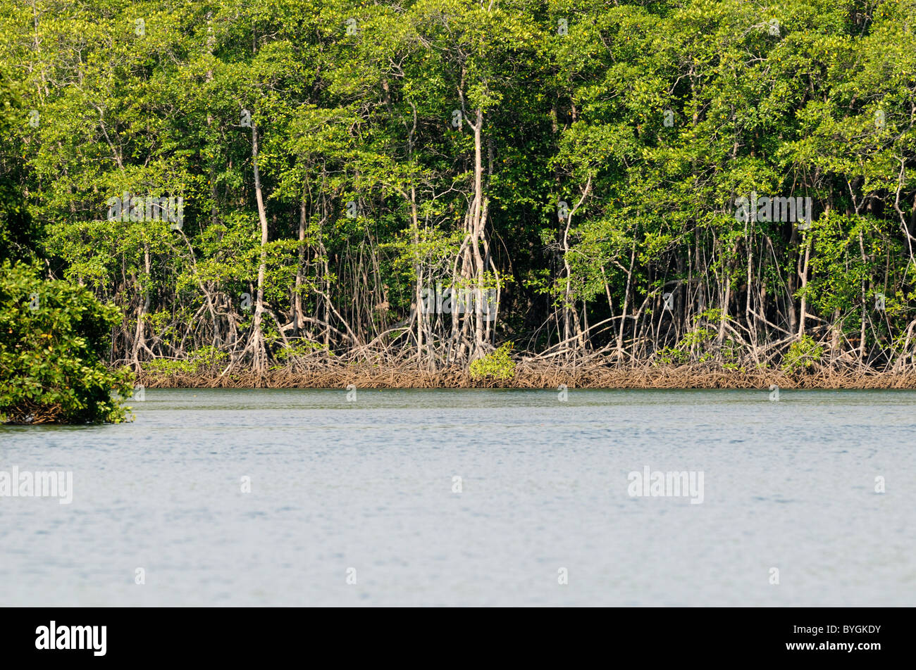Tamarindo river hi-res stock photography and images - Alamy