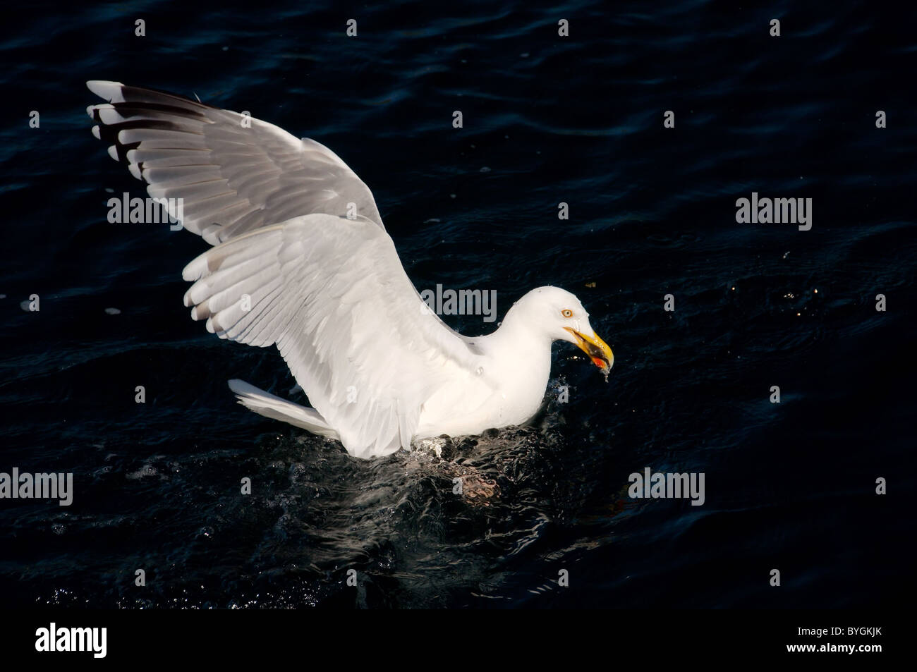 Arctic avifauna hi-res stock photography and images - Alamy