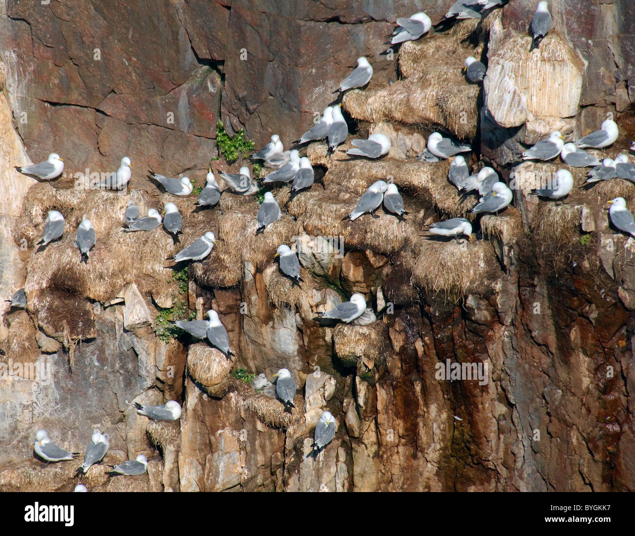 Common murres nest hi-res stock photography and images - Alamy