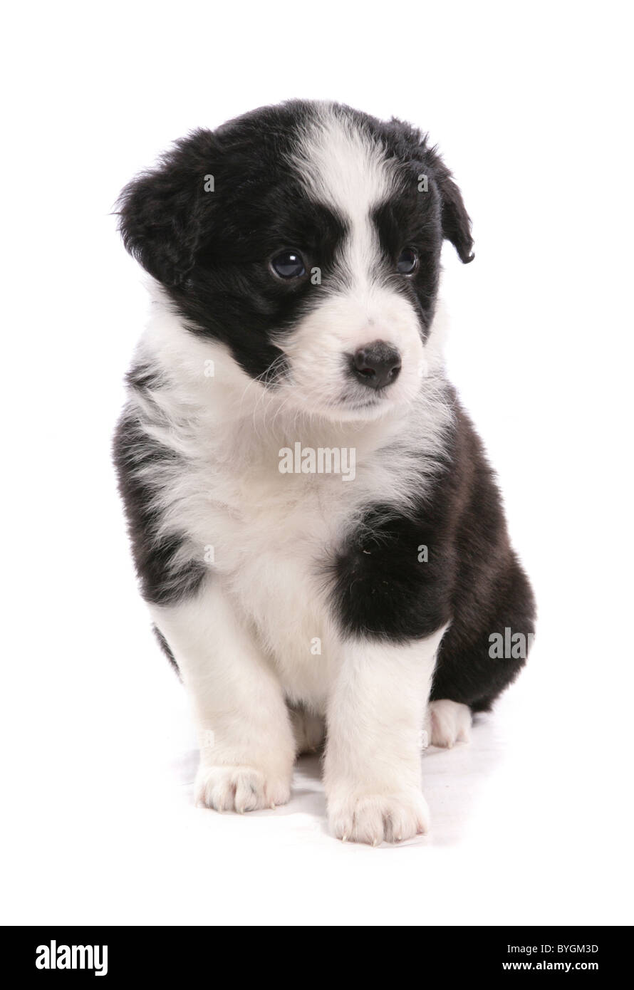 Border collie puppy hi-res stock photography and images - Alamy