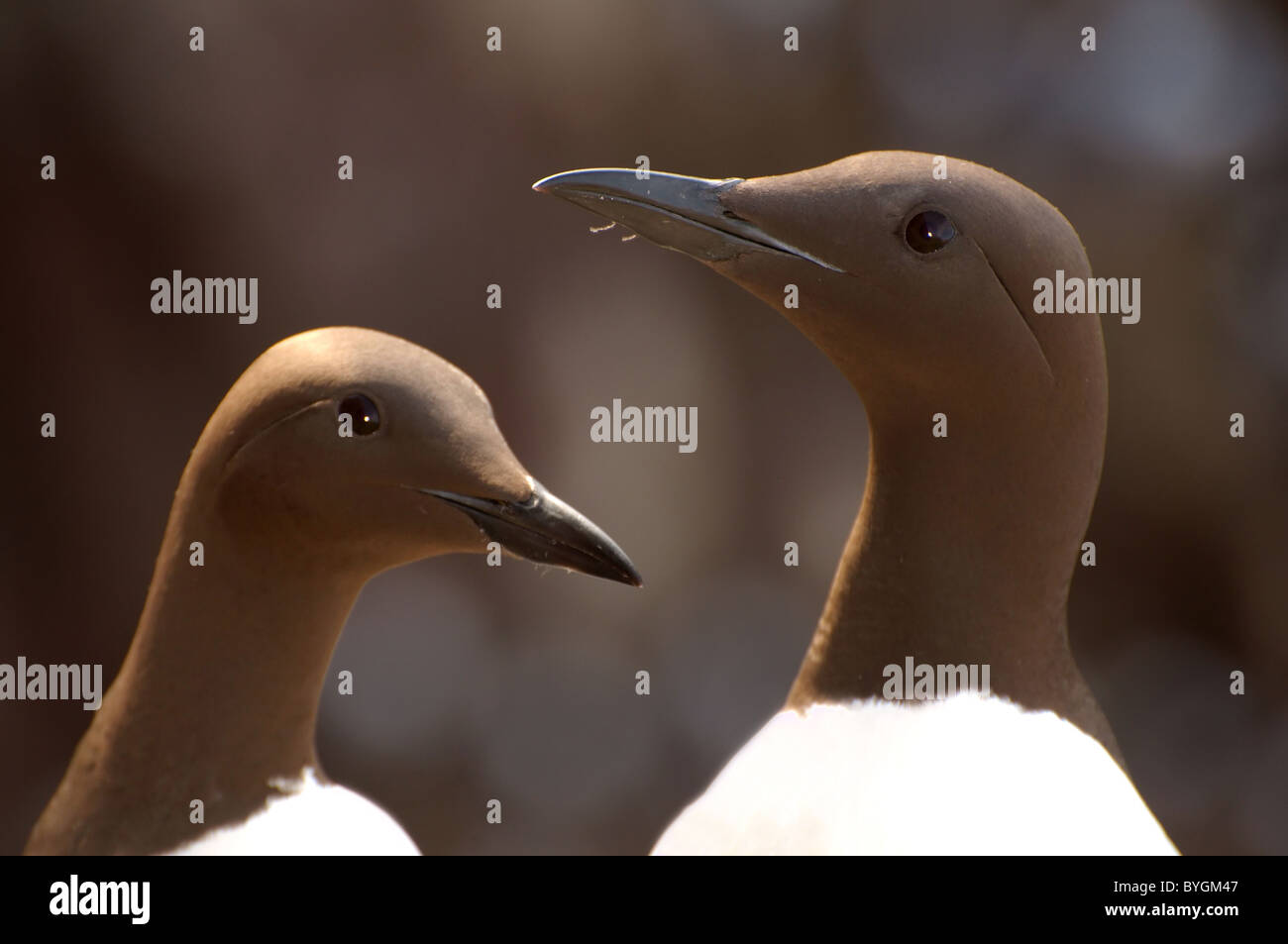 Portraits of the two Guillemots. Common Murre or Common Guillemots ...