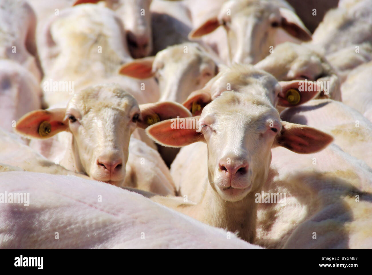 Schaf - sheep 32 Stock Photo - Alamy