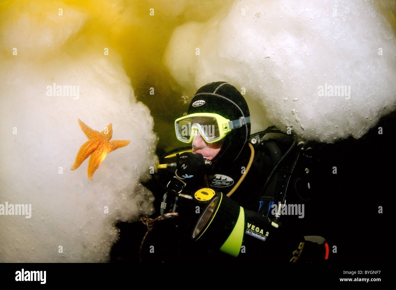 Diver and Red starfish (Asterias rubens) on ice in Arctic Stock Photo ...