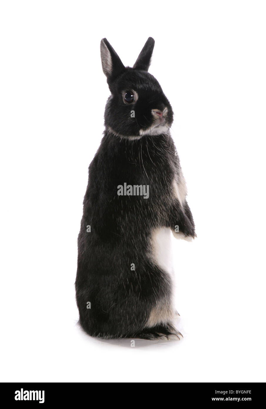 black rabbit standing studio Stock Photo - Alamy