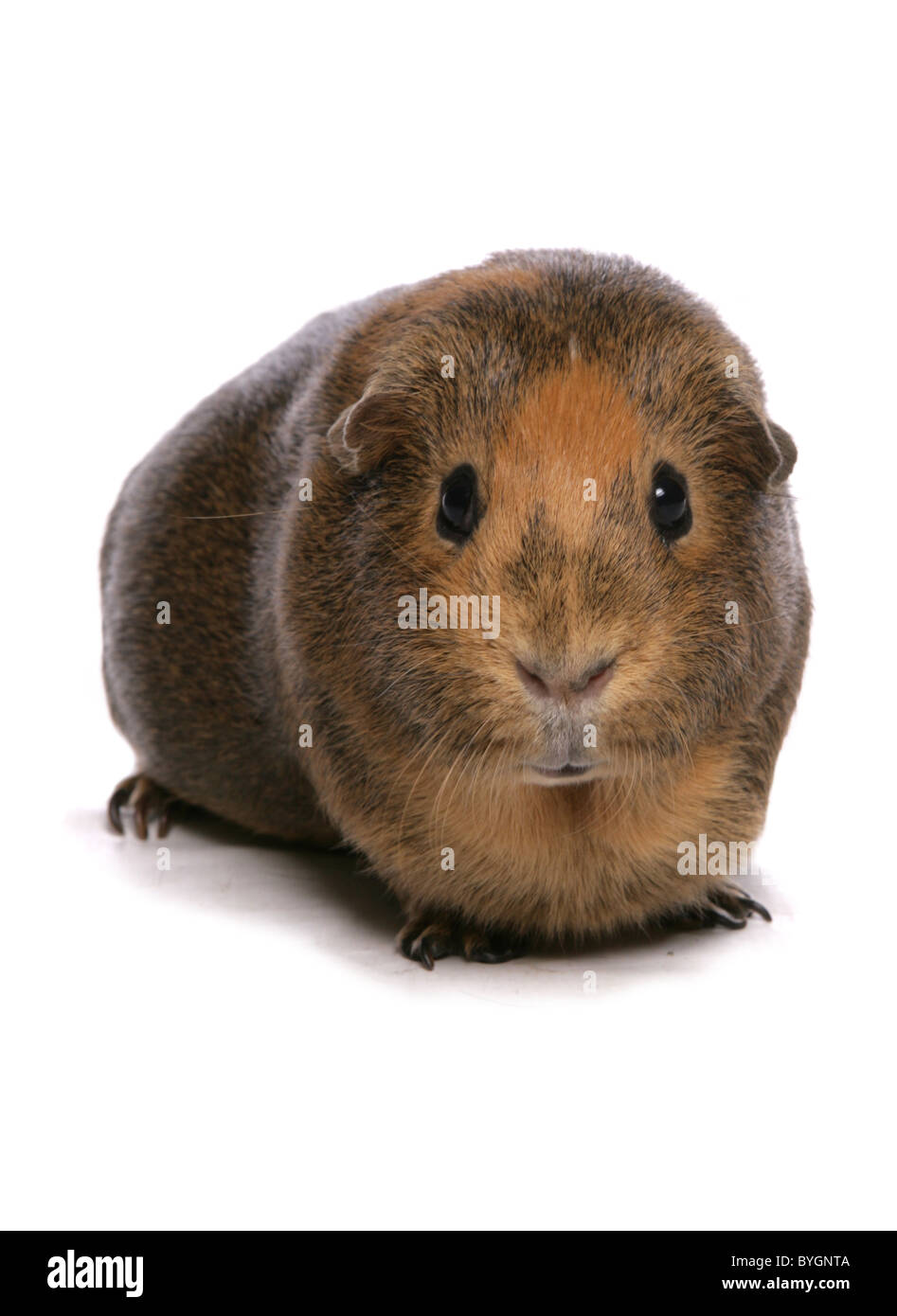 Fat guinea pig hi-res stock photography and images - Alamy