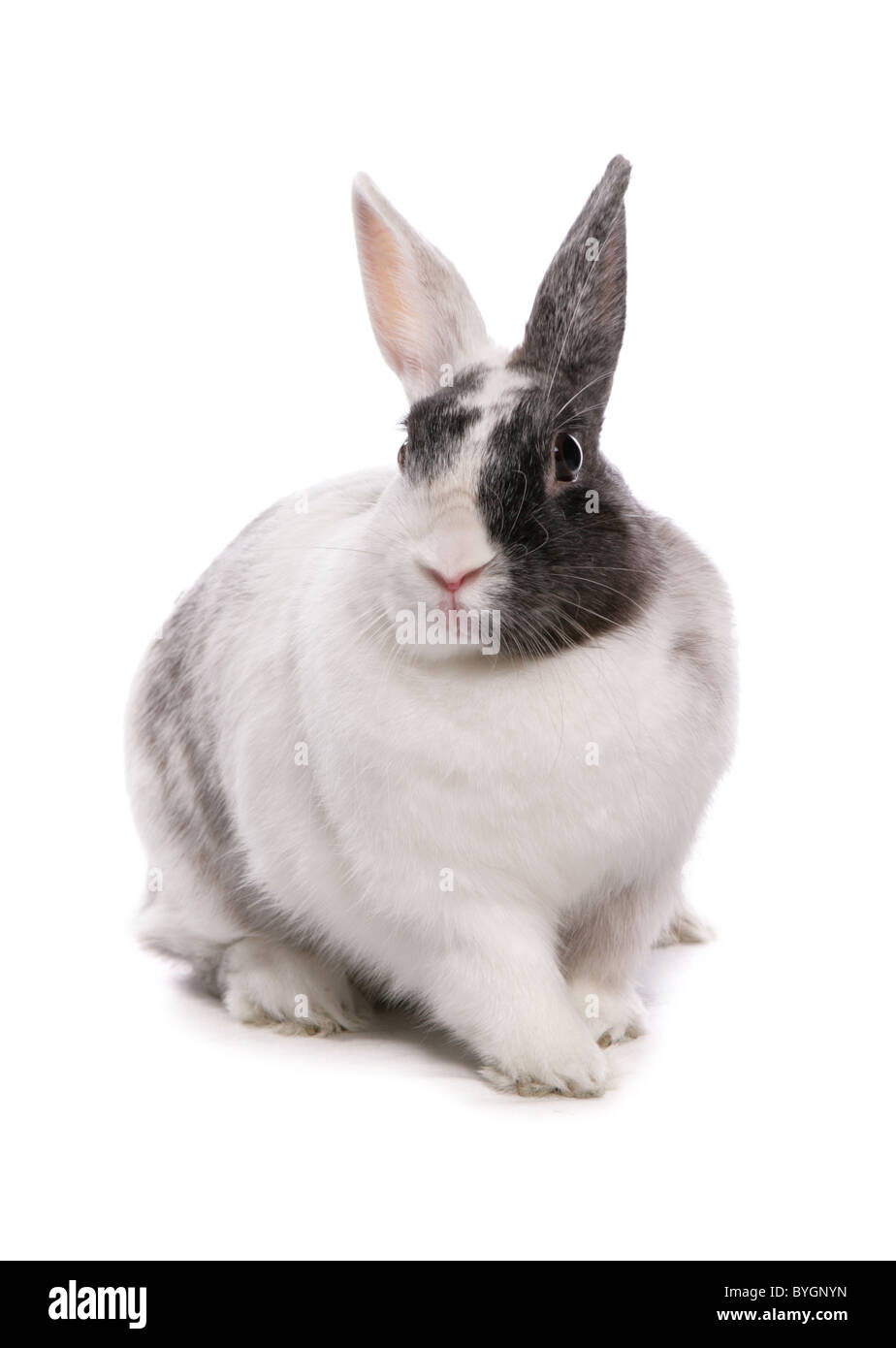 Grey and white rabbit hi-res stock photography and images - Alamy