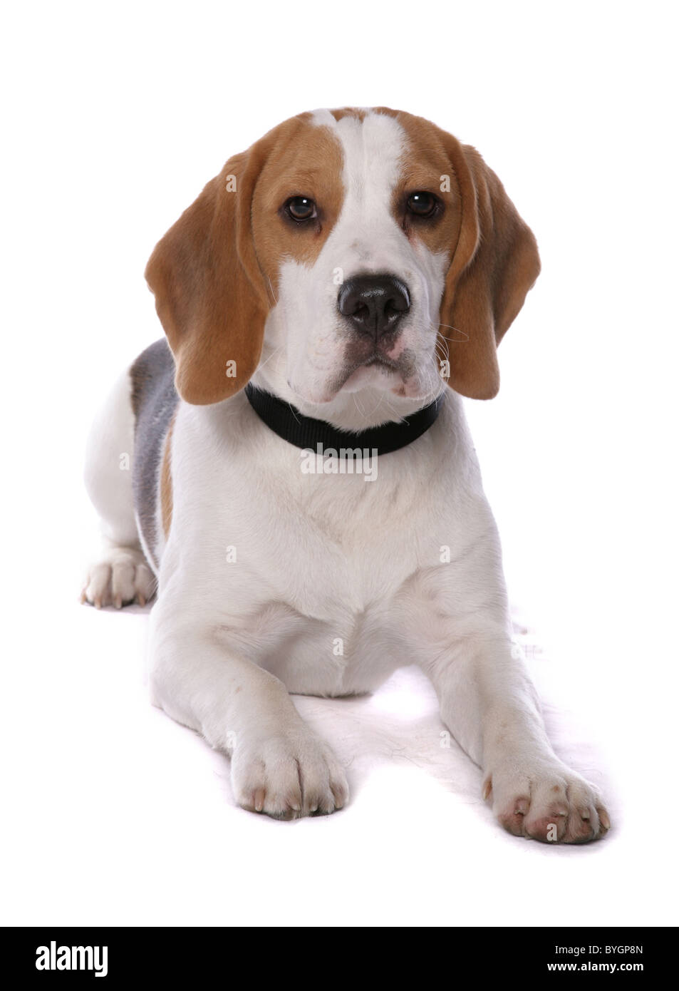 Male beagle Cut Out Stock Images & Pictures - Alamy