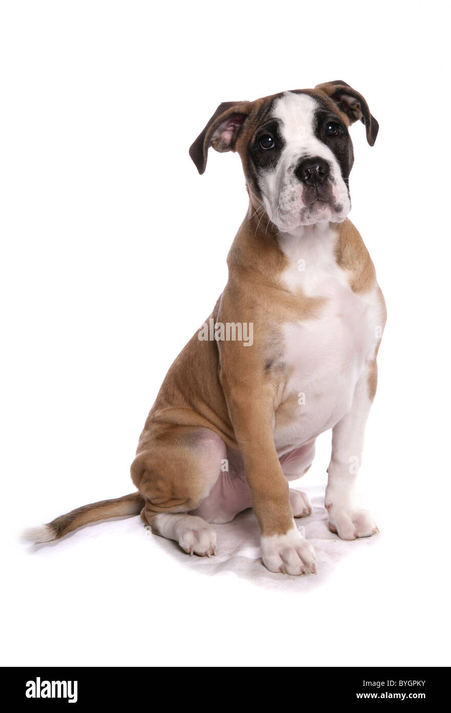 puppy sitting studio Stock Photo - Alamy