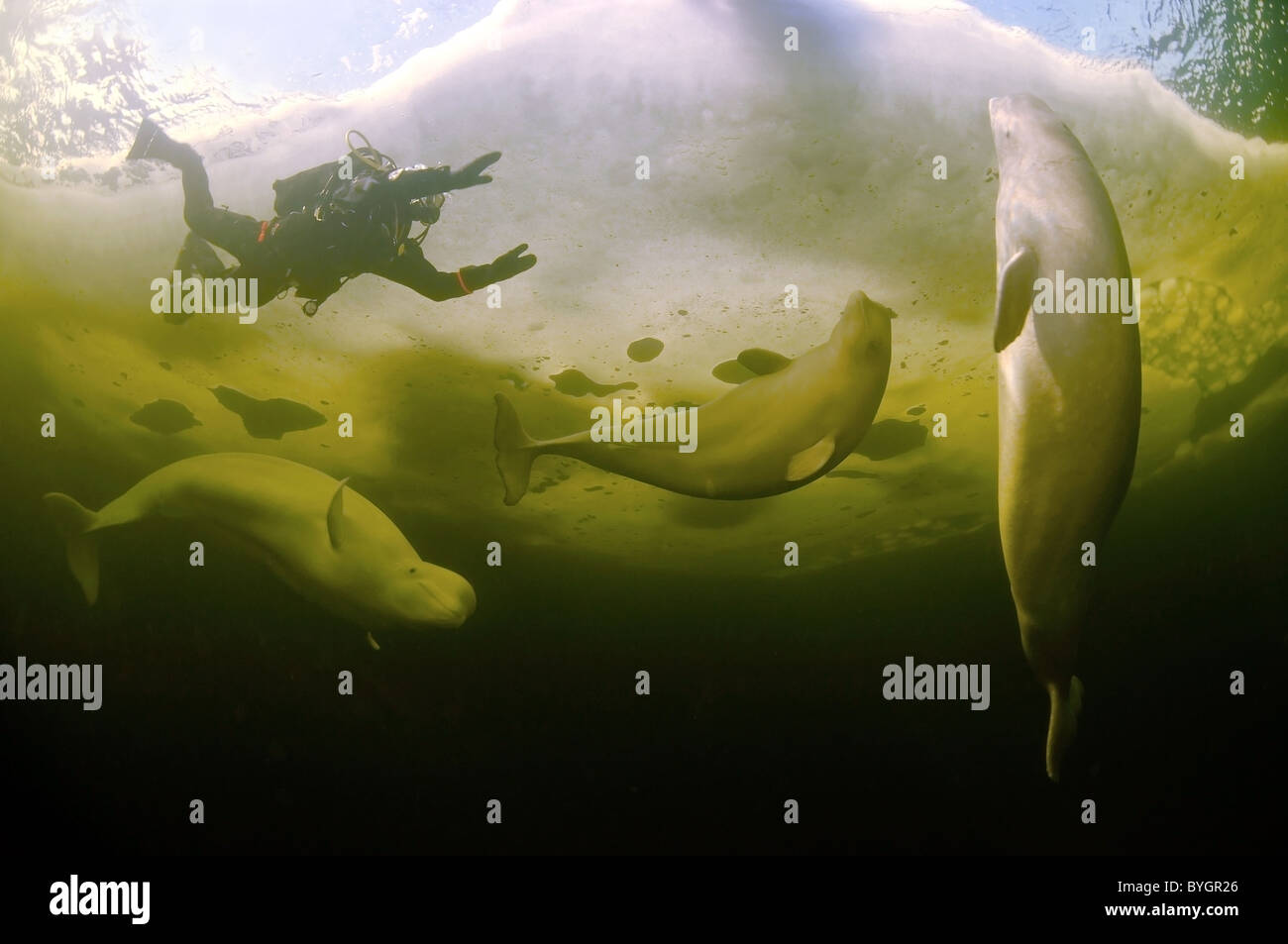 Belugas russia hi-res stock photography and images - Alamy
