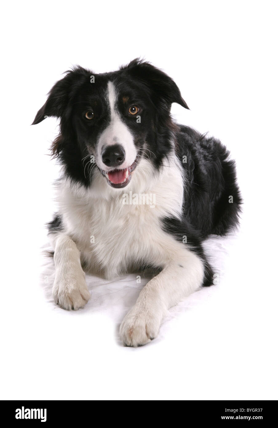 Border collie sheep background hi-res stock photography and images - Alamy