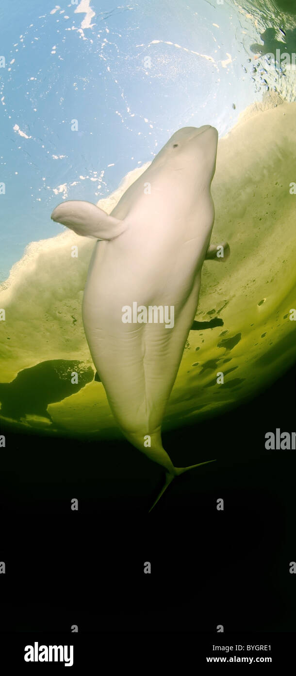 Beluga whales under ice hi-res stock photography and images - Alamy