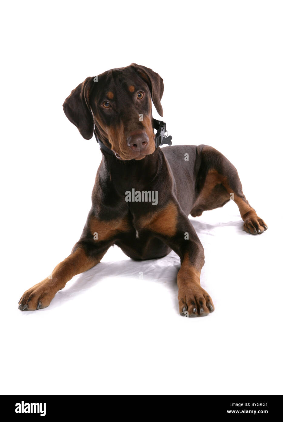 Dobermann Dog Single adult male laying studio Stock Photo - Alamy