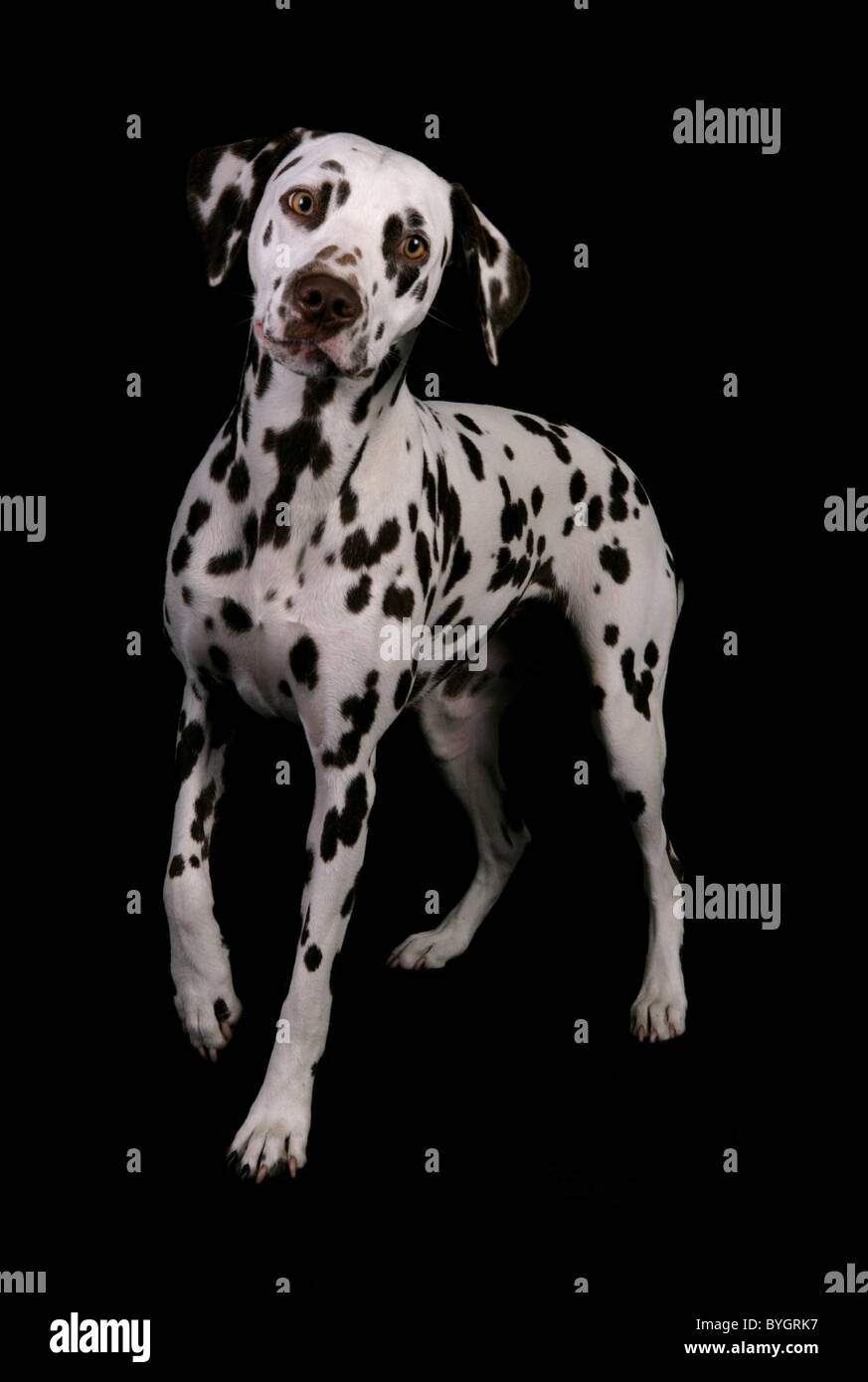 Dalmatian dog standing hi-res stock photography and images - Alamy