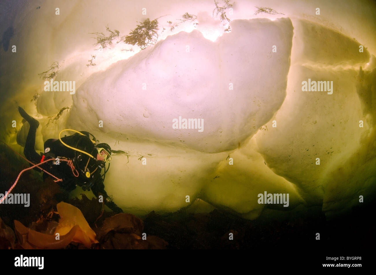 male scuba diver swim under ice Stock Photo - Alamy