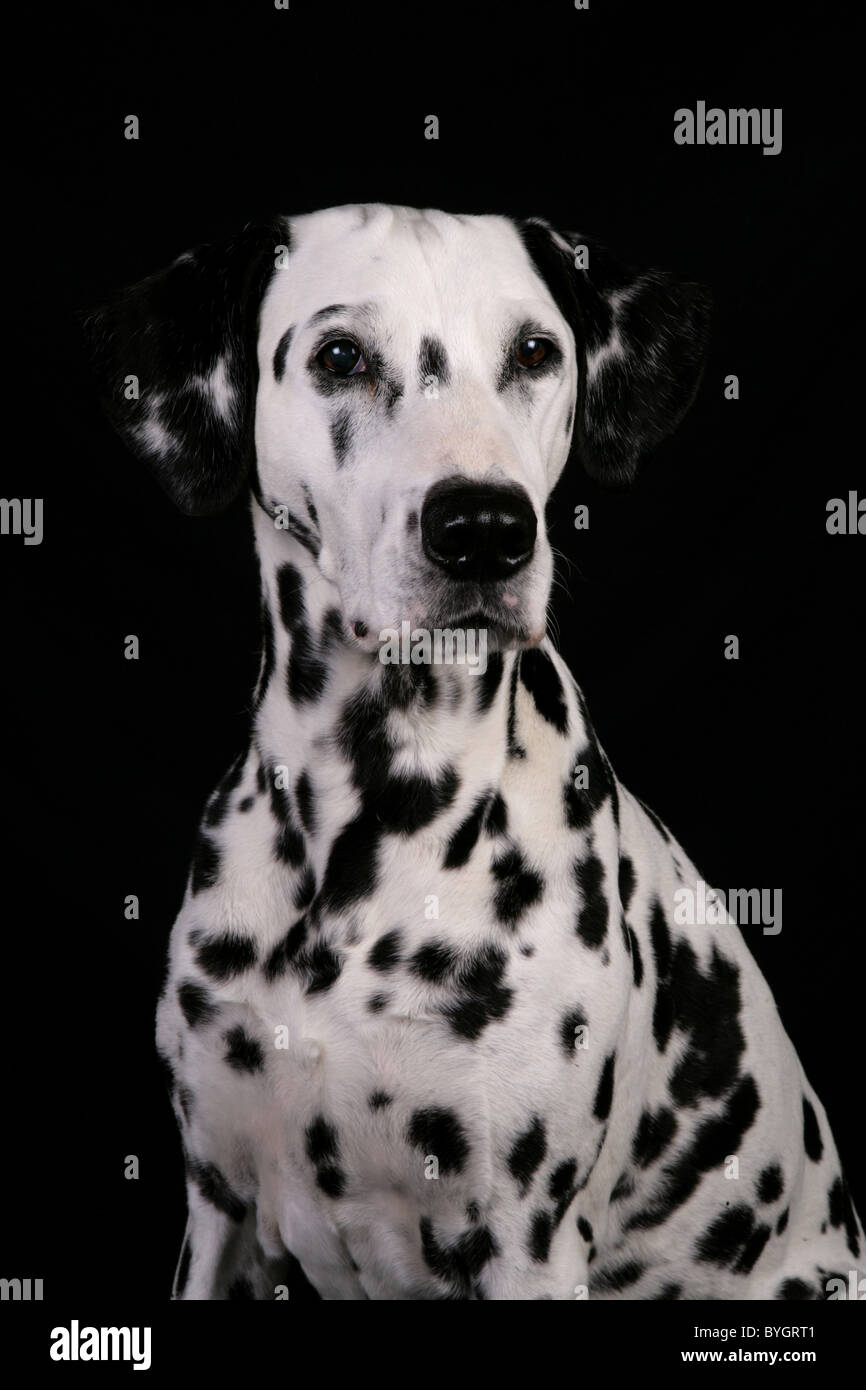 Portrait headshot hi-res stock photography and images - Alamy