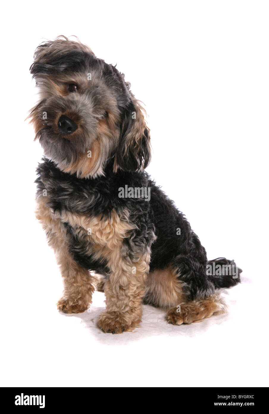 cute terrier puppy sitting studio Stock Photo - Alamy