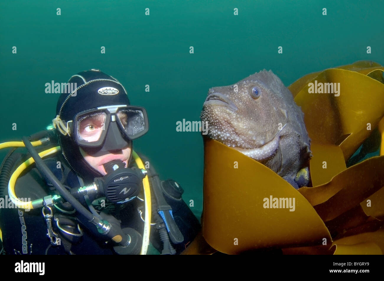 male scuba diver look at on lumpsucker or lumpfish (Cyclopterus lumpus ...