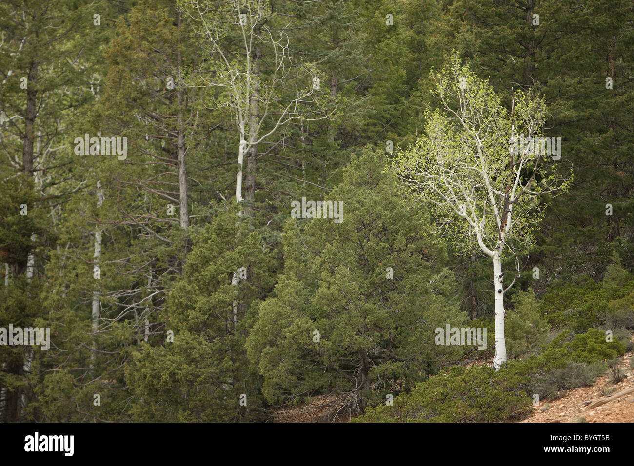 Alpines on side hill Stock Photo - Alamy