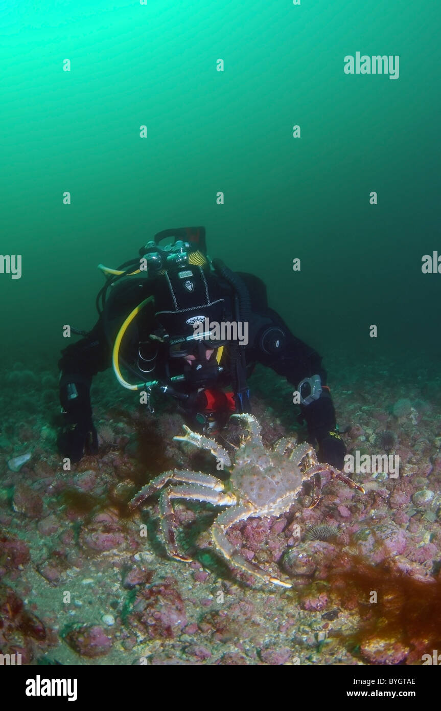 Paralithodes camtschaticus hi-res stock photography and images - Alamy