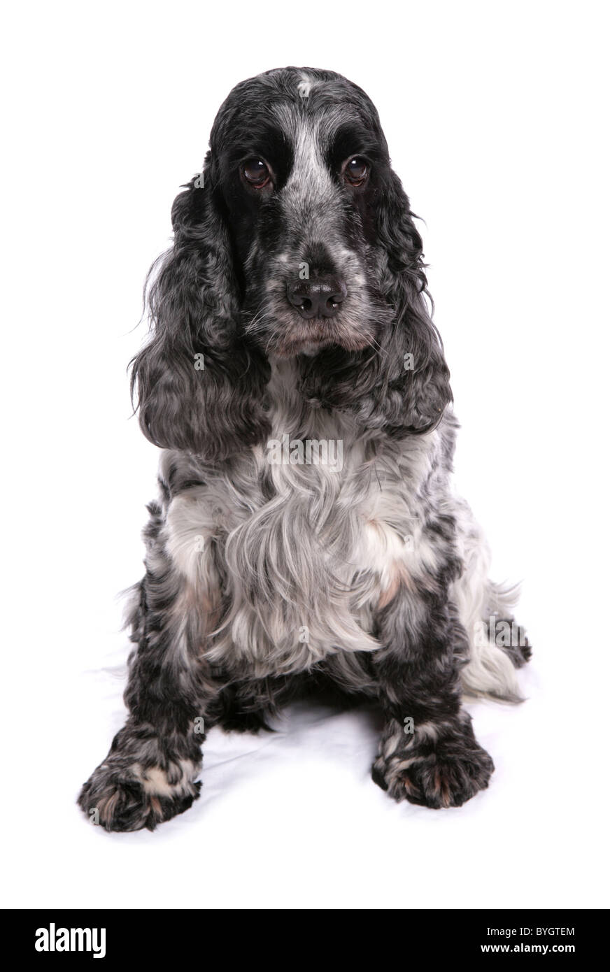 English Cocker Spaniel Black And White High Resolution Stock ...