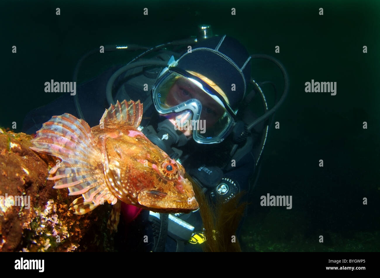 Female scuba diver look at on Shorthorn sculpin, short-spined sea ...