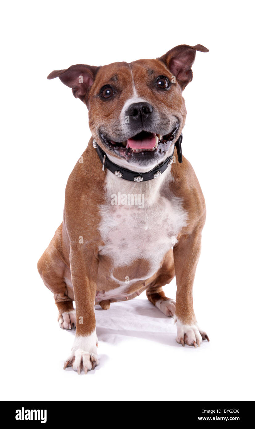 Staffordshire bull terrier smiling hi-res stock photography and images ...