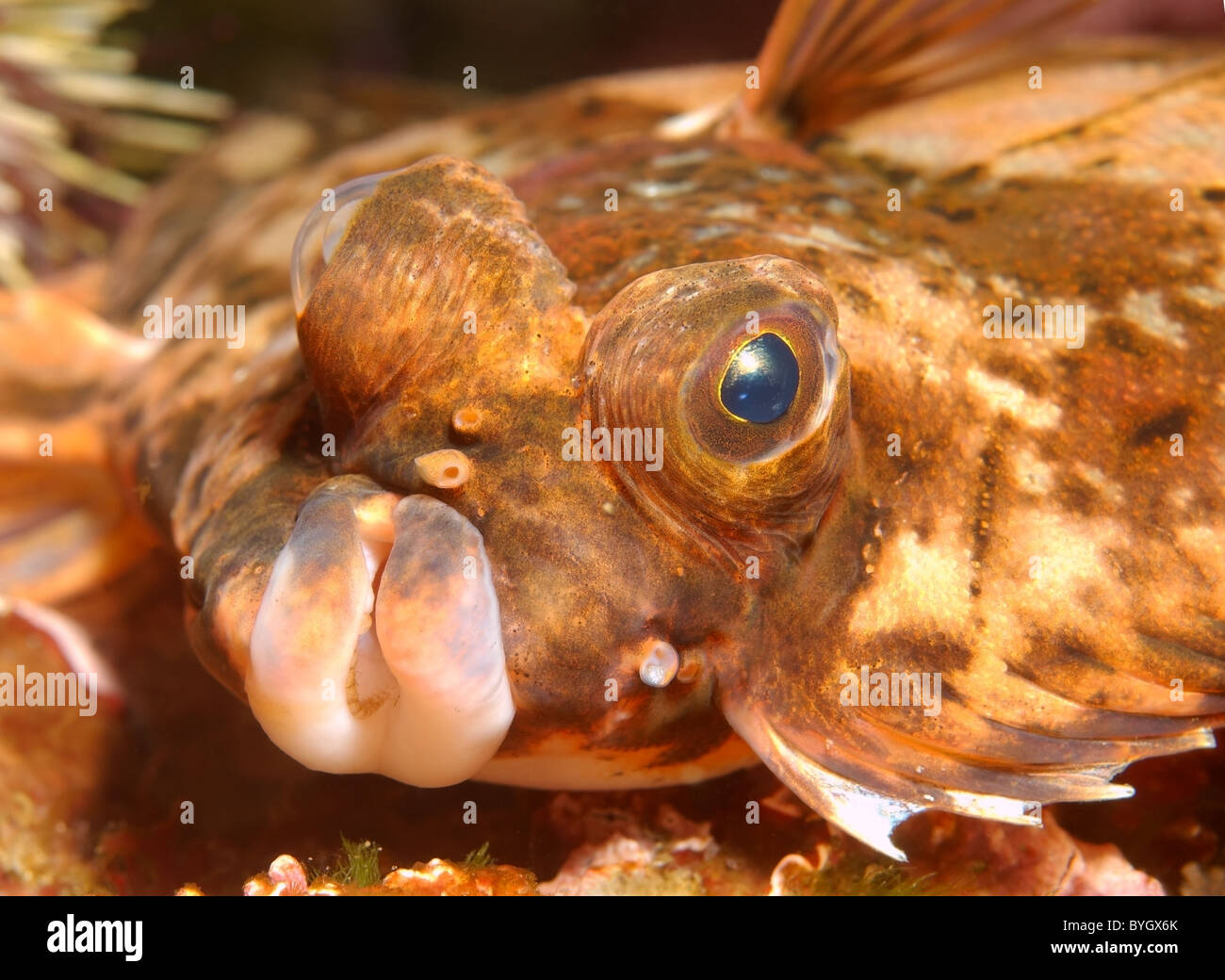 Arctic flounder hi-res stock photography and images - Alamy
