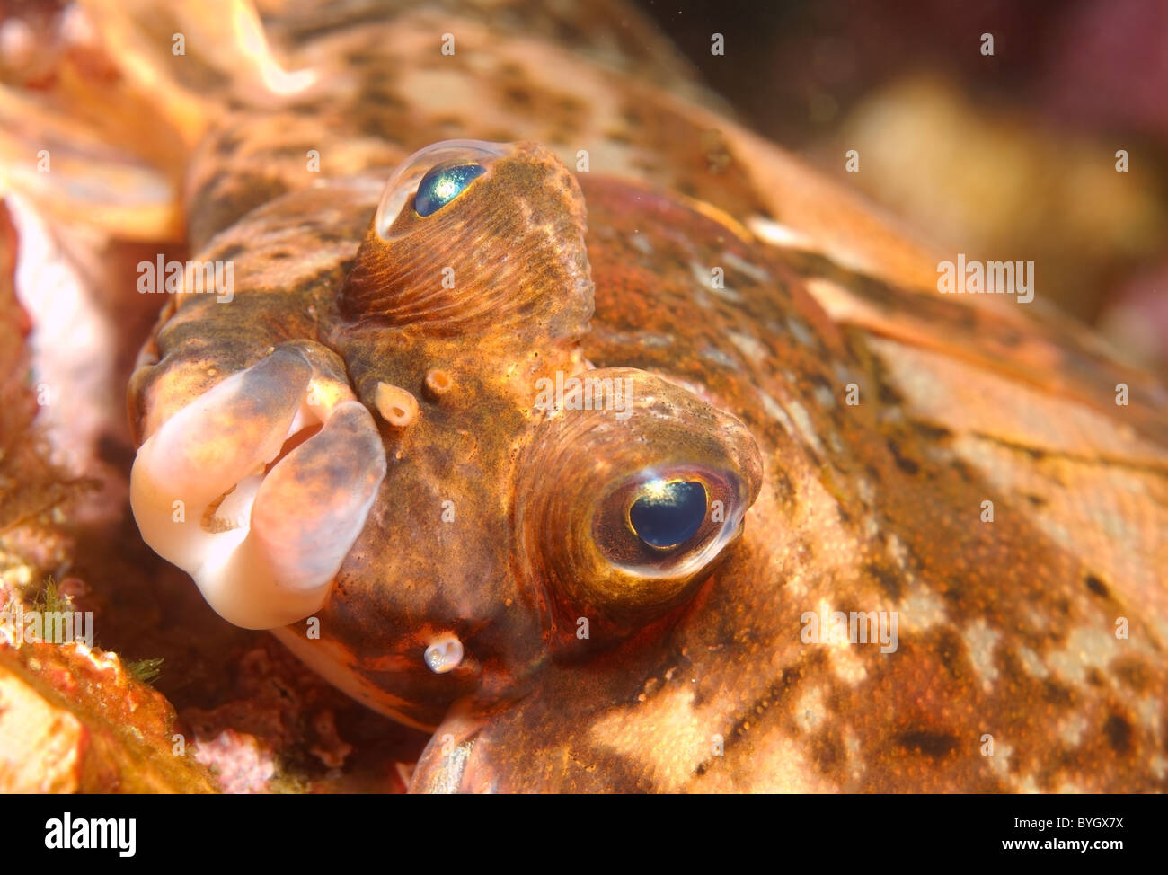Portrait of Polar plaice, Arctic Flounder, Christmas flounder, or ...