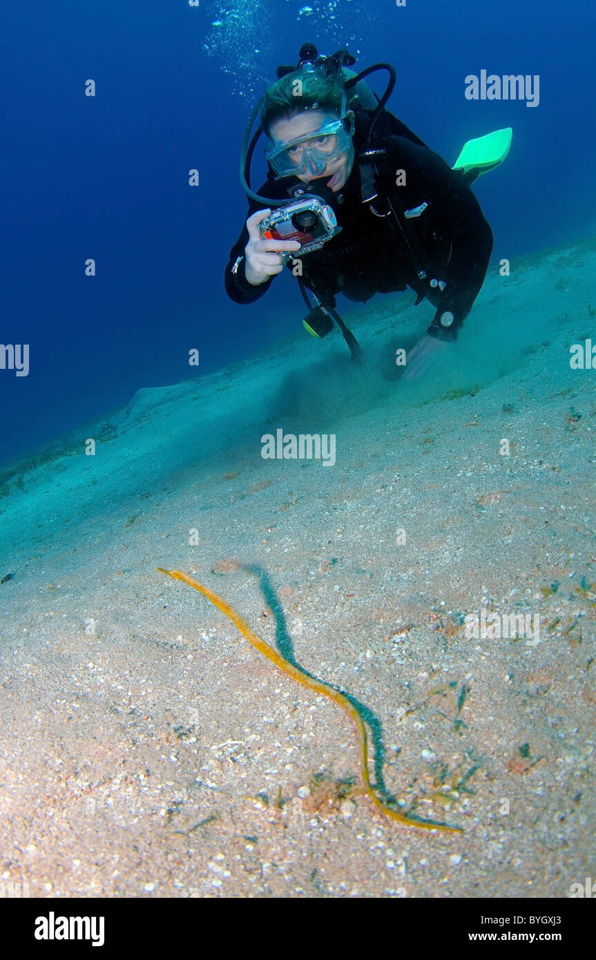 Needlefish hi-res stock photography and images - Alamy